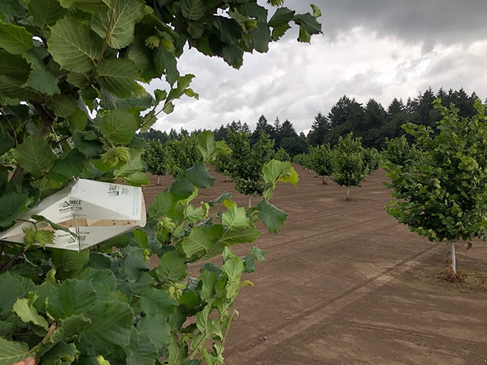 Filbertworm Control – Oregon Orchard, Hazelnut Growers of Oregon