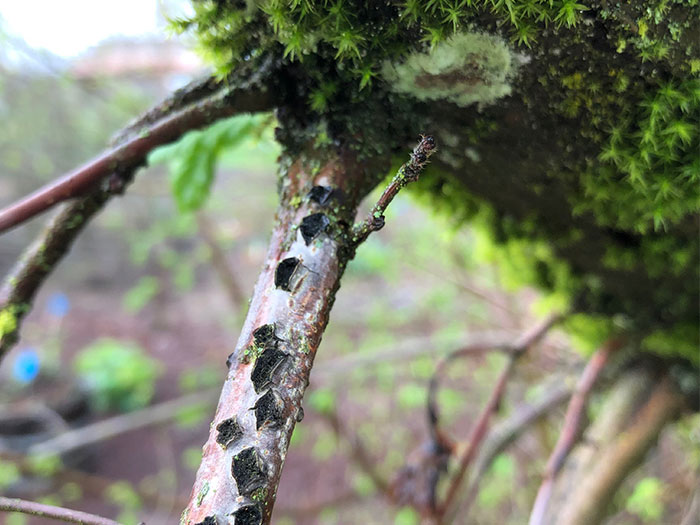blight – Oregon Orchard, Hazelnut Growers of Oregon