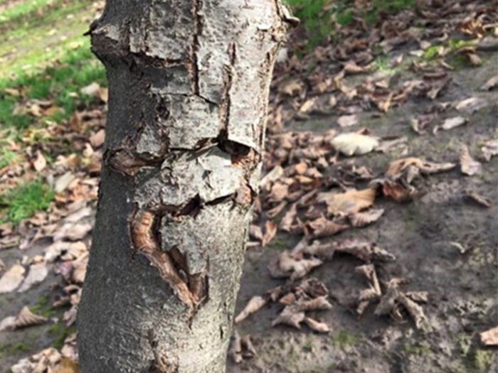 flathead-borer-hgo-blog – Oregon Orchard, Hazelnut Growers of Oregon